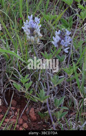 Largebract Indian Breadroot, Pediomelum cuspidatum Stock Photo - Alamy