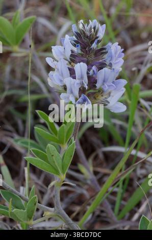 Largebract Indian Breadroot, Pediomelum cuspidatum Stock Photo - Alamy