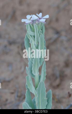 Palmer's Spectaclepod, Dimorphocarpa candicans Stock Photo - Alamy