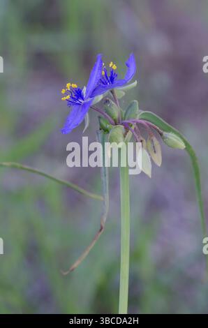 Prairie Spiderwort, Tradescantia occidentalis Stock Photo - Alamy