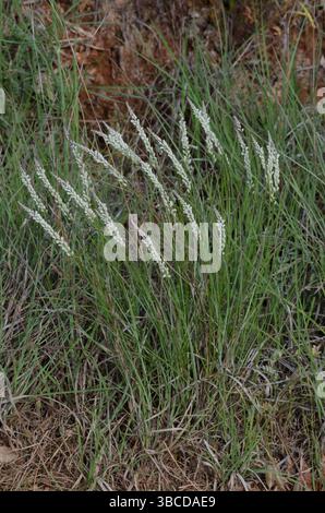 white milkwort (Polygala alba Stock Photo - Alamy