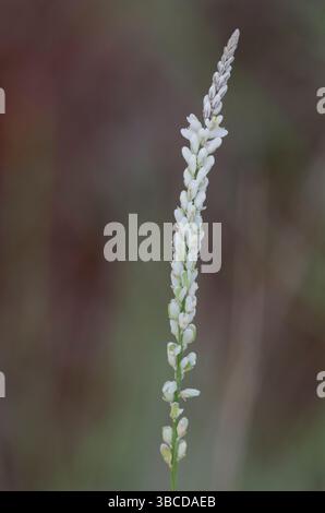 white milkwort (Polygala alba Stock Photo - Alamy