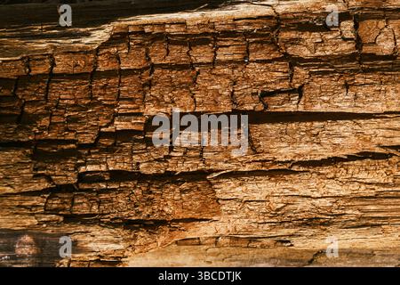 a decorative wood structure with fibers, parts of the tree trunk ...