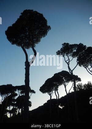 fregene, italy, europe Stock Photo - Alamy