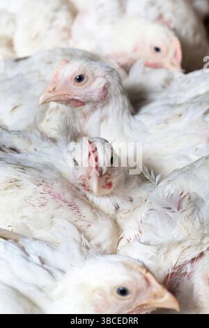White broilers in a fully filled chicken coop, a packed chicken coop ...