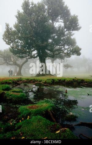 Fanal forest Madeira, ancient laurel trees, landscape view of the trees ...