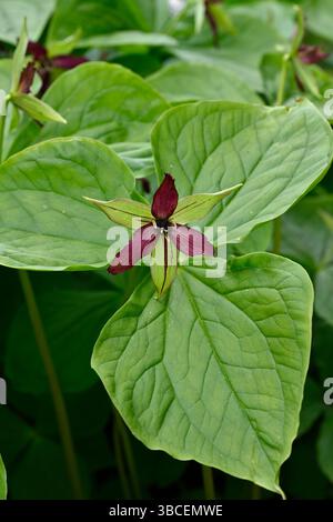 Red spring flowers of birthroot, Trillium erectum, UK garden May Stock ...