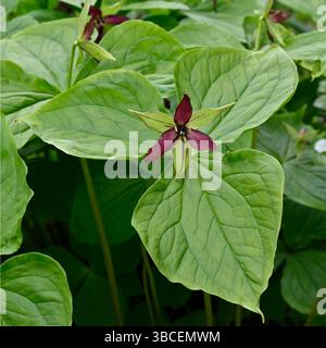 Red spring flowers of birthroot, Trillium erectum, UK garden May Stock ...