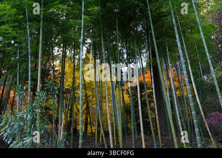 Bamboo forest, Matsushima, Sendai, Honshu,Japan,Asia Stock Photo - Alamy
