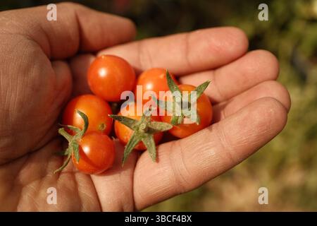 A hand holds a red tomato picked from the garden. Green plants surround ...