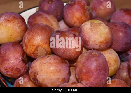 Closeup of delicious ripe plums on tree branch in garden Stock Photo ...