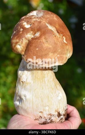 Brown Penny Bun bolete mushroom fungi Stock Photo - Alamy