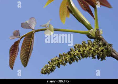 Persian walnut (Juglans regia Stock Photo - Alamy