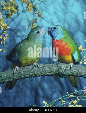 Scarlet-breasted parrot (Neophema splendida) on a branch, Cleland ...