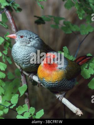 Green-winged Pytilia male (Pytilia melba) previously Melba Finch ...