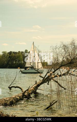 Close up of golden reeds in the margins of a small, natural and quiet ...