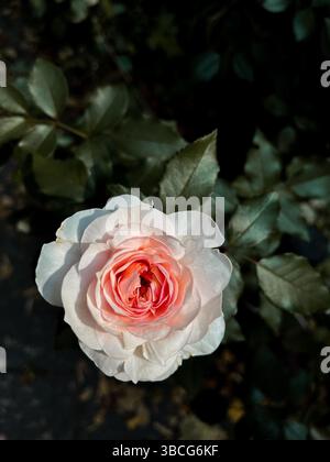 Closeup shot of a pink garden rose growing in a garden Stock Photo - Alamy
