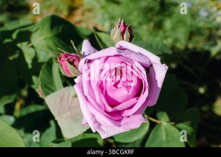 Old rose with a very intense fragrance, beautiful flower Stock Photo ...