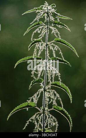 nettle family (Urticaceae Stock Photo - Alamy