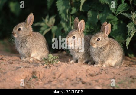 Juvenile European Wild Rabbit (oryctolagus cuniculus), UK Stock Photo ...