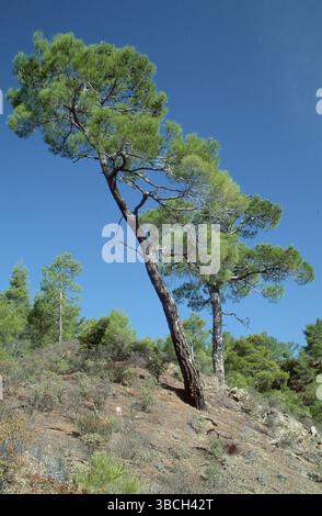 Solitary Black Pine (Pinus nigra) Tree Standing on Snowy Dune Under ...