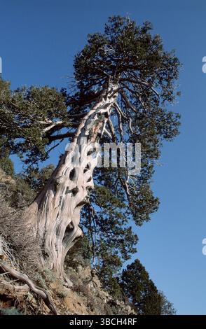 Solitary Black Pine (Pinus nigra) Tree Standing on Snowy Dune Under ...