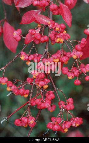 Spindle-tree berries (Euonymus alata), cork spindle shrub berries, cork ...
