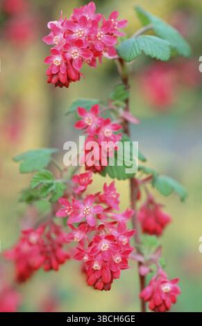 blood currant, red-flower currant, red-flowering currant (Ribes ...