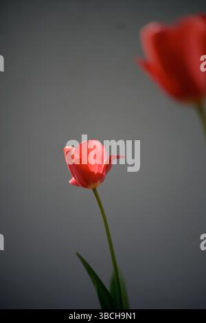 Blurred background of pink and gray colors. Defocused colored ...