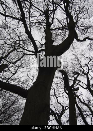 winter trees. Black trees against the sky. Black branches of trees ...