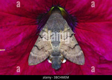 Dove tail drinking nectar on a petunia flower Stock Photo - Alamy