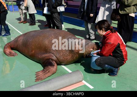 Walrus show in Toba aquarium,Japan,Asia Stock Photo - Alamy