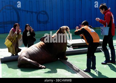 Walrus show in Toba aquarium,Japan,Asia Stock Photo - Alamy