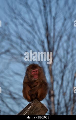 Japanese monkeys in Asahikawa zoo,Hokkaido, Japan,Asia Stock Photo - Alamy