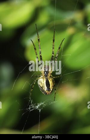 Canopy spider Linyphia trinagularis Stock Photo - Alamy