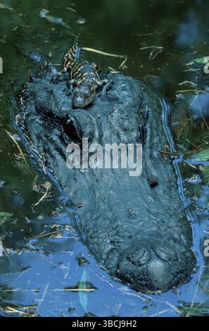 American Alligators (Alligator mississippiensis), female with young ...
