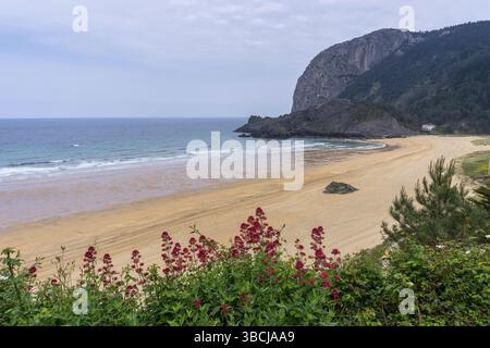 A view of the picturesque bay and beach of Laga in the Spanish Basque ...