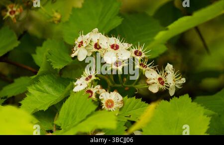 A Blood red hawthorn growth with green leaves under the sunlight Stock ...