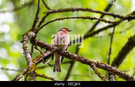 Common finch or Fringilla coelebs - Small passerine bird Stock Photo ...