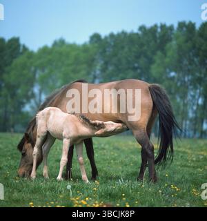 Dulmen ponies, mare and foal, Duelmen wild horses, Mare suckling foal ...