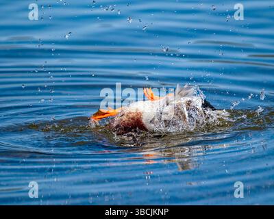 USA, Washington State. Male Mallard (Anas platyrhynchos) takes flight ...