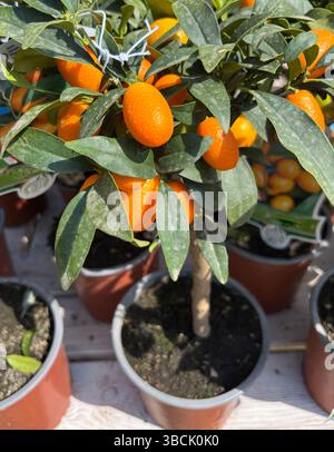 Kumquat Fortunella Margarita or Chinese Mandarin, evergreen tree for ...