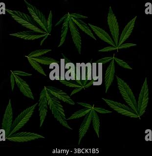 Green clean fresh marijuana leafs on dark black background Stock Photo ...