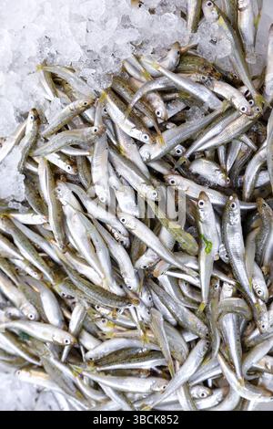 Big-scale Sand Smelt (Atherina boyeri Stock Photo - Alamy