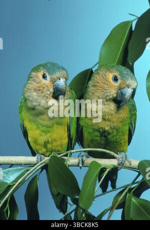 View of a brown throated parakeet (Aratinga pertinax) at the National ...