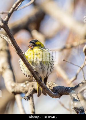 Eurasian siskin male, latin name spinus spinus, sitting on branch of ...