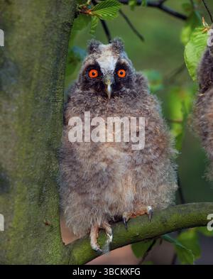 Long-eared owl, branchling Stock Photo - Alamy