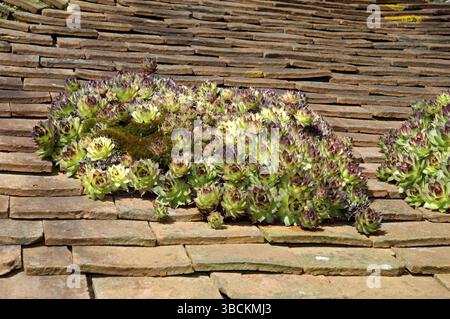 Houseleek (Sempervivum hybride) (Sedum hybride), Houseleek, Thickleaf ...