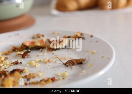 Cockroaches crawling on plate with food leftovers on light table, top ...