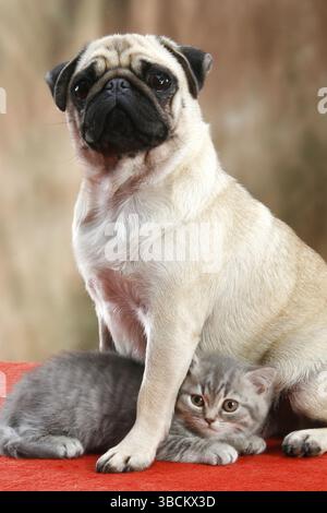 Sweet Friendly Animal Pet Cat Outdoor Concept Stock Photo - Alamy